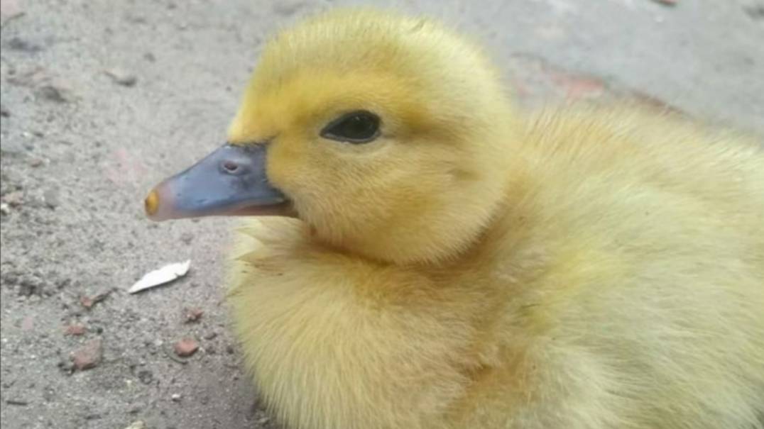 Предлагаю 13  мускусных утят лавандового окраса