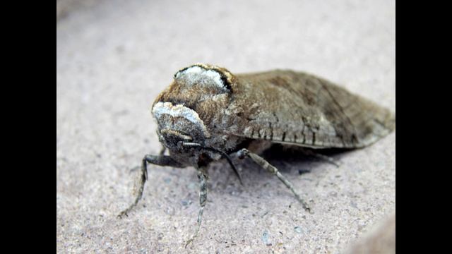 Древоточец пахучий Бабочка Крупная ночная бабочка(слайдшоу)