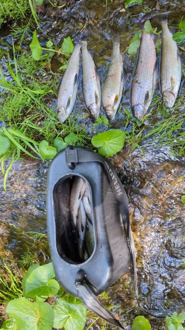 Хариус, хороший улов.