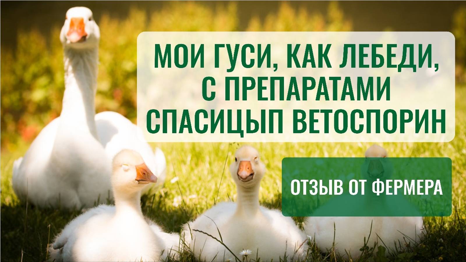Разведение гусей. Спаси Цып, Ветоспорин-Актив — высокая сохранность, быстрый рост гусей