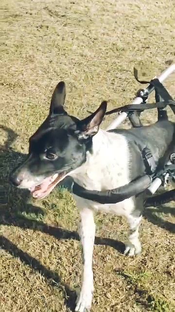 Рей из Красноярска