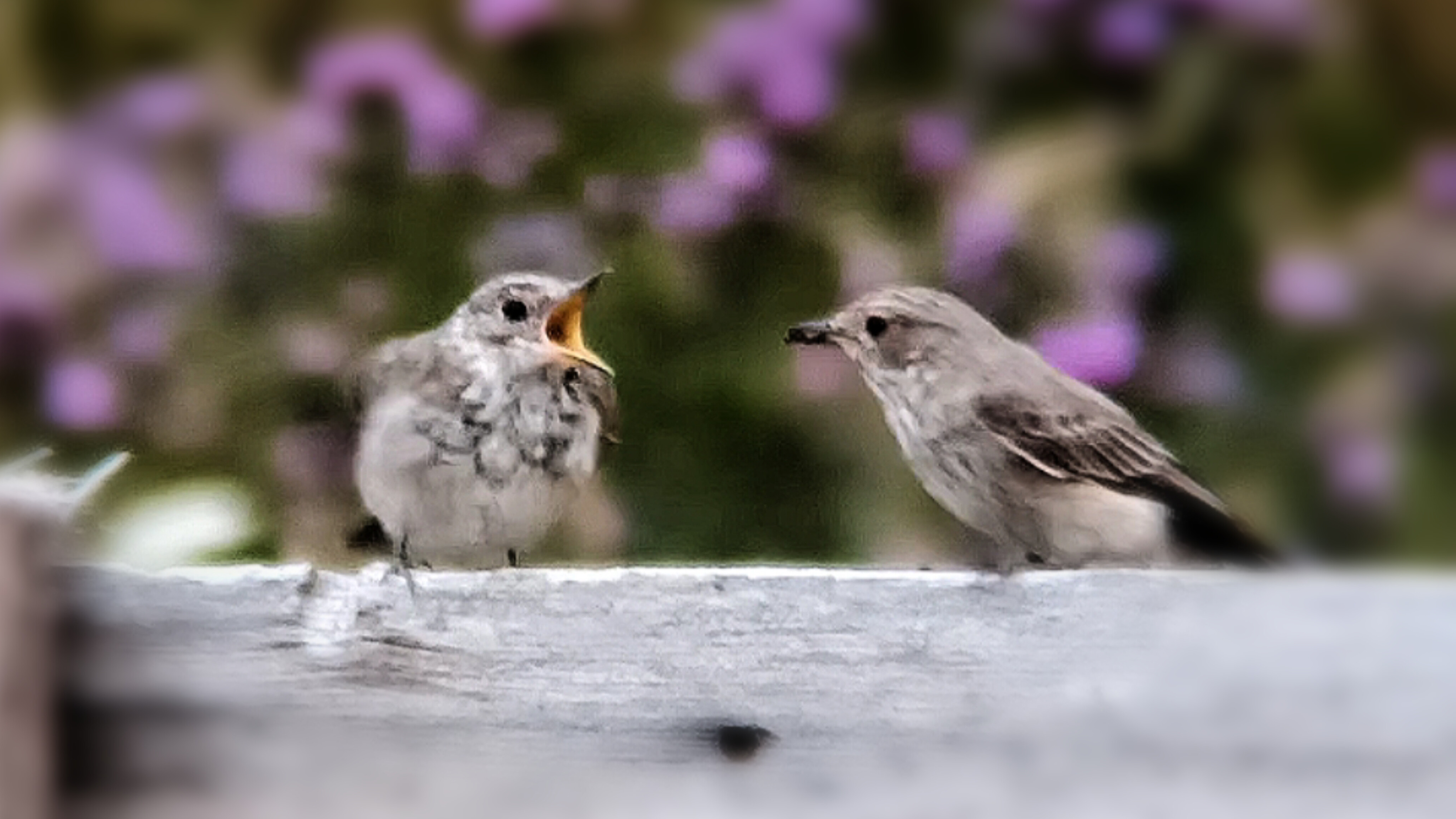 Мамина забота. Лесной конёк.