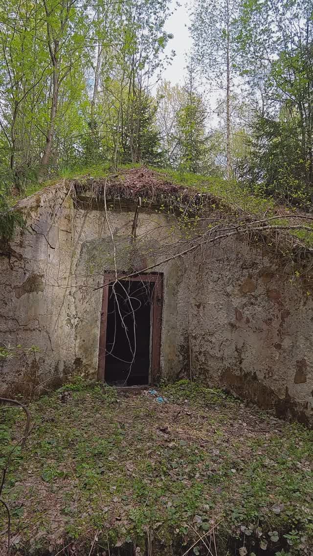 там чудеса, там леший бродит