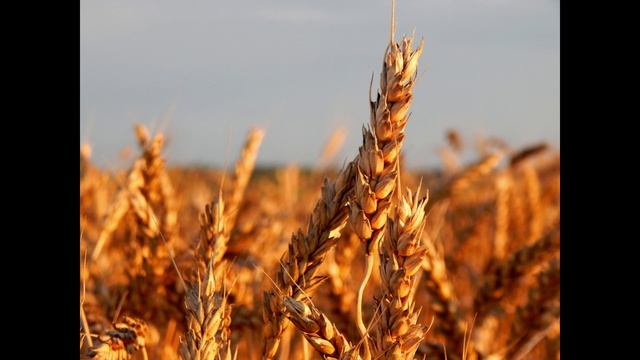 В поле(слайдшоу)