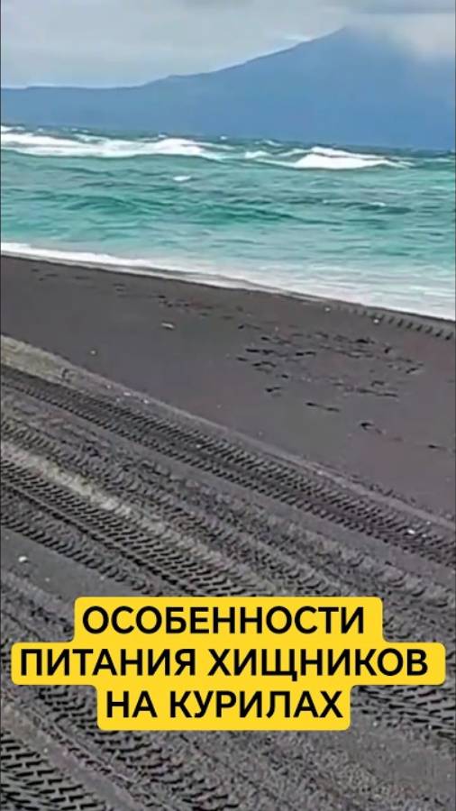 Особенность рациона питания хищников (лисица, норка, соболь, медведь) на Курильских островах