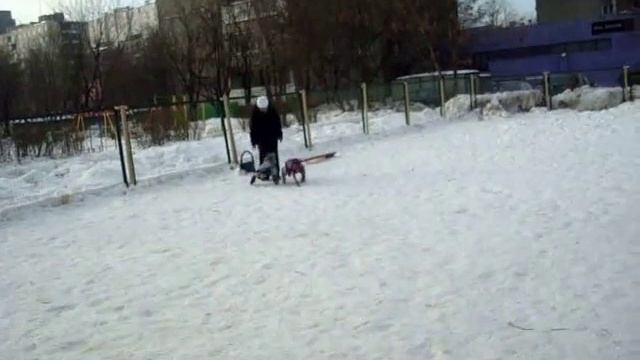 Зоя - собака со сломанным позвоночником