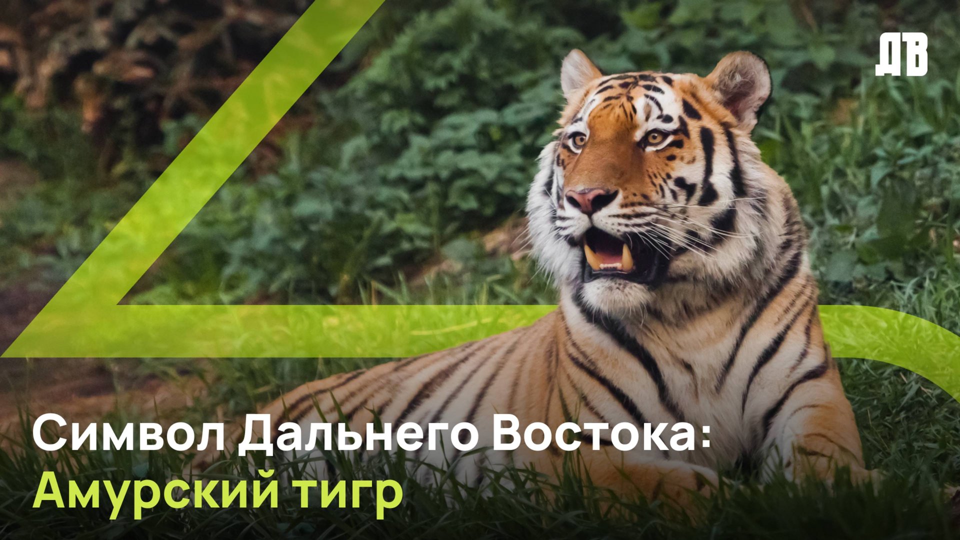 Амурский тигр