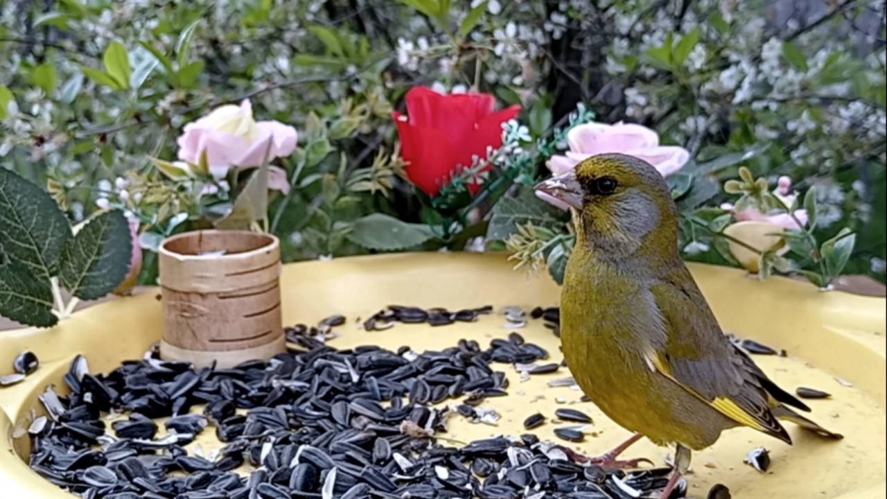 Зеленушки, Воробьи и Голуби на кормушке (18.05.2025 года)