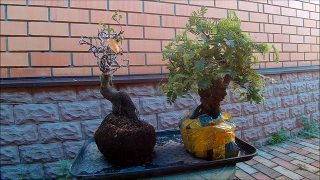 БонZай тропики новое приобретение из Вьетнама лето 2025 год