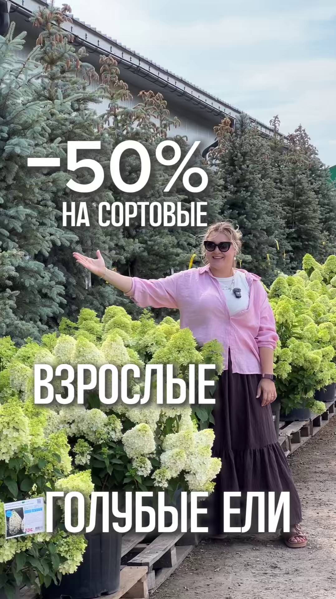 СКИДКА 50% на крупномеры сортовых голубых елей и не только! ТАКОГО ЕЩЁ НЕ БЫЛО!