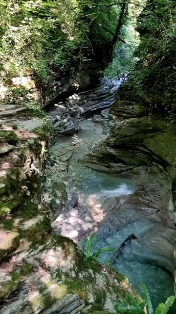 Бешенка #shorts из нашей прогулки #eriadventure #туризм #геленджик #поход