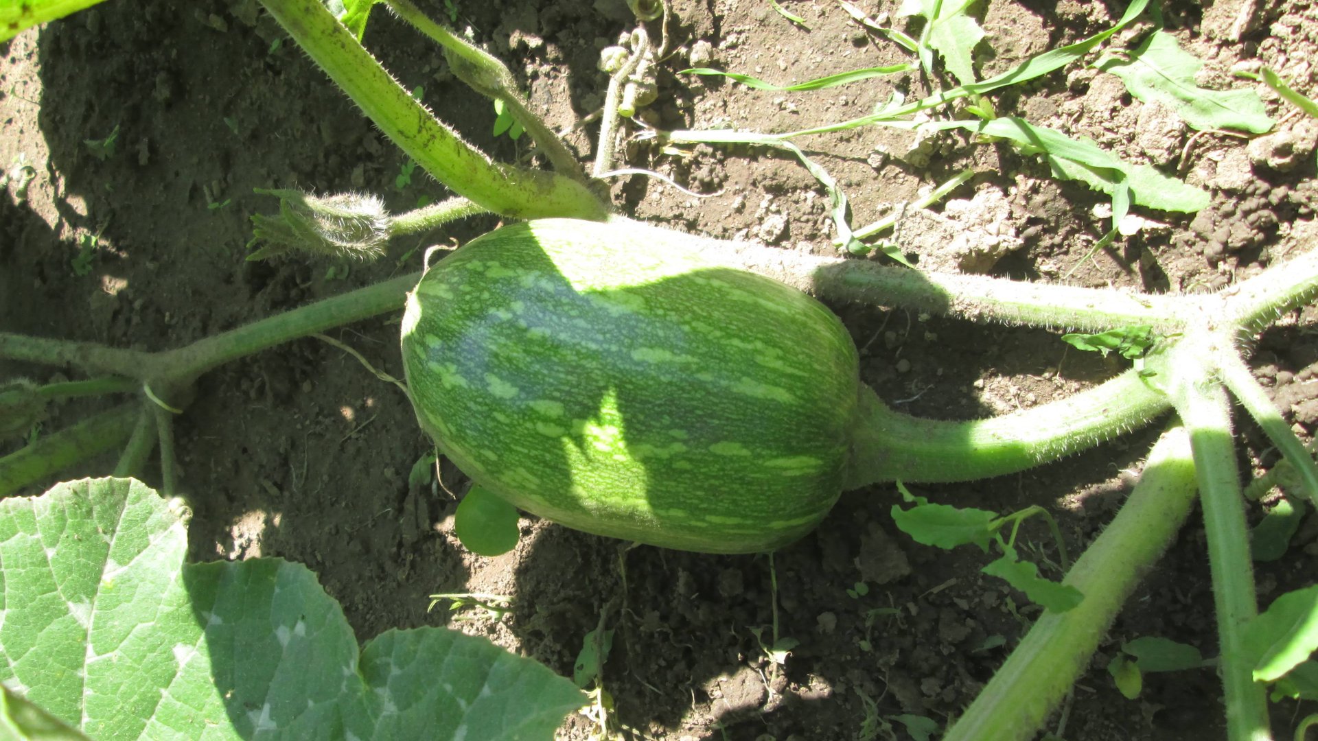 Сколько завязей оставлять на тыкве