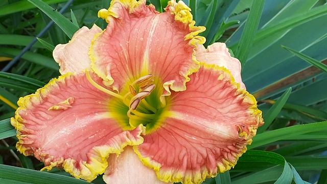 лилейник АНХЕЛЬ