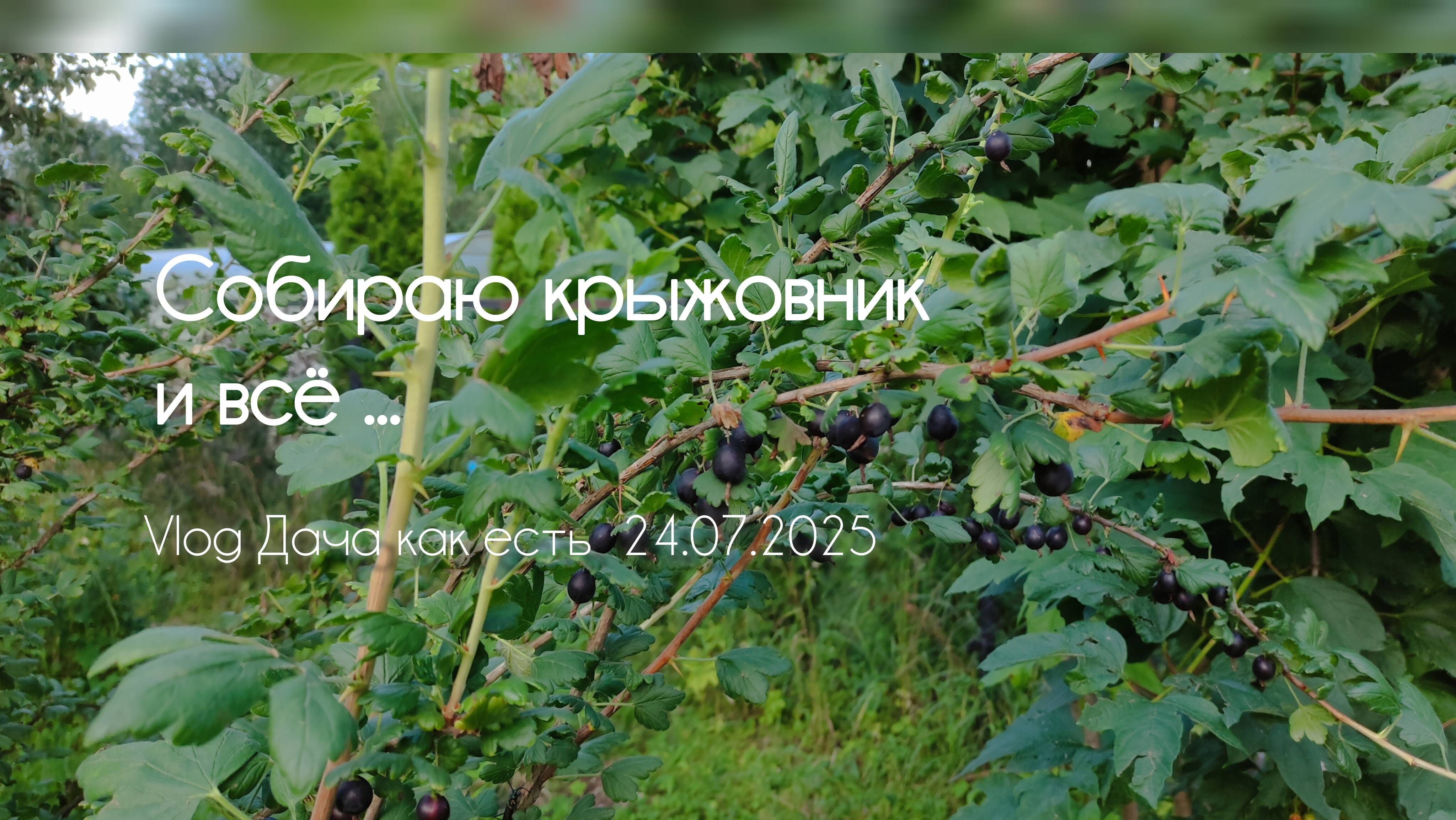 Собираю крыжовник и немного другого разного / vlog дача как есть 24.07.2025