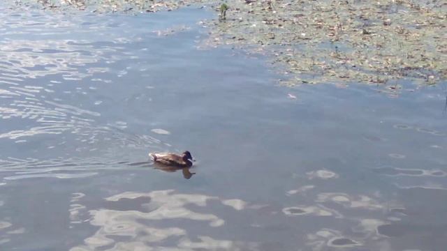 филёвские утки