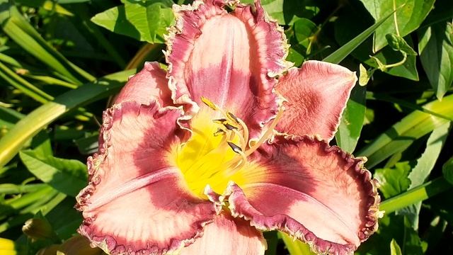 лилейник GOD SAVE THE QUEEN