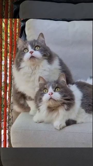 Инстинкт самосохранения 🧐😇🤔😺🙀