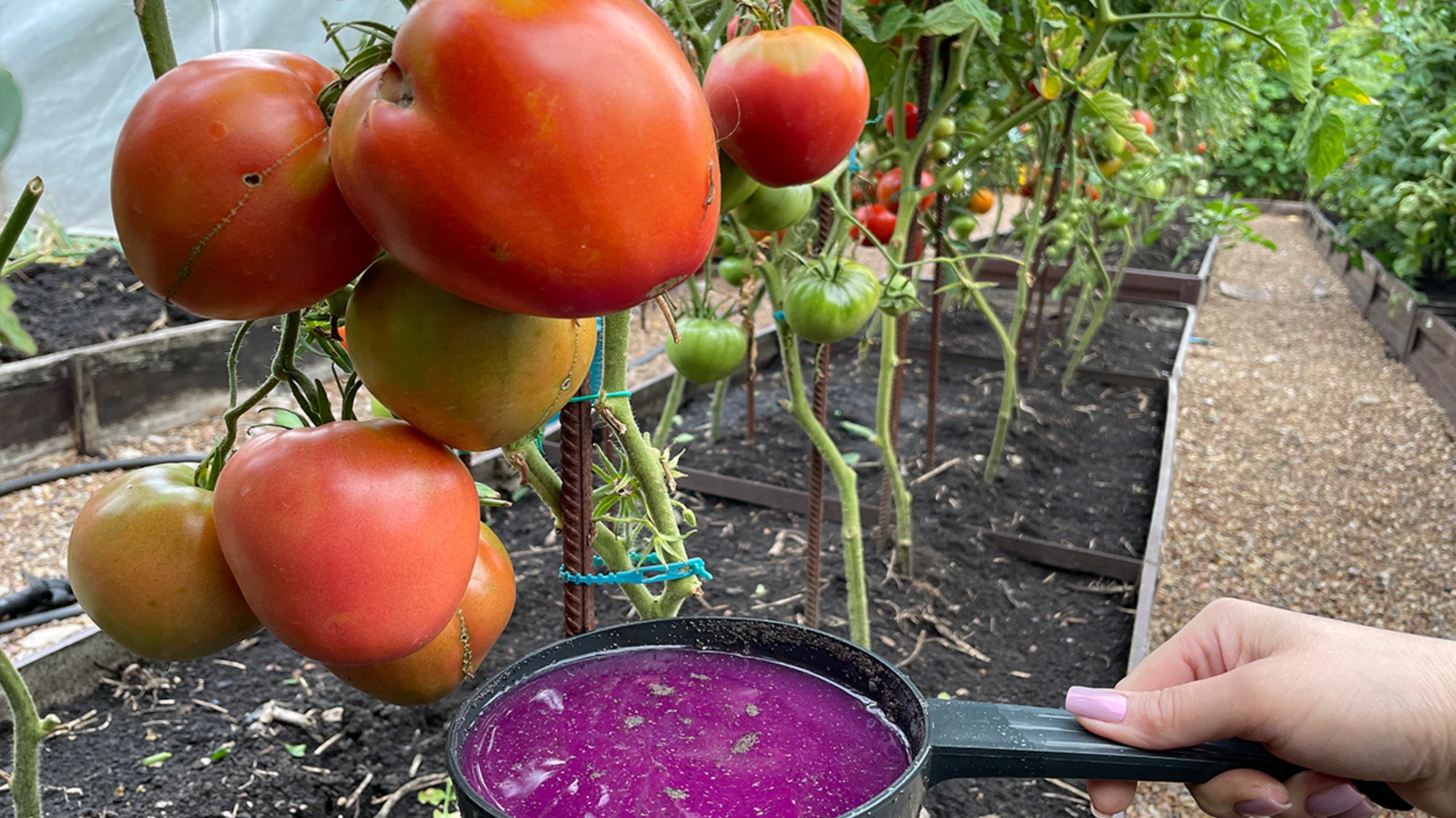 Срочно подкормите этим томаты! Ускоряет созревание в два раза!