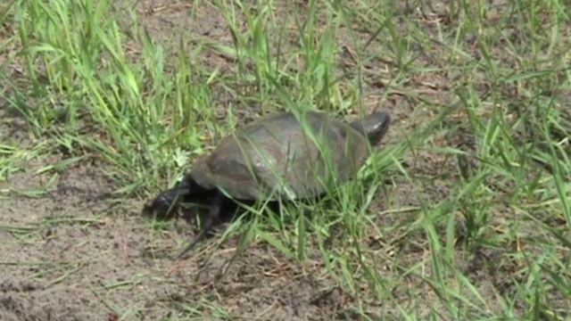 Болотная черепаха 10 Чертень Место которого нет