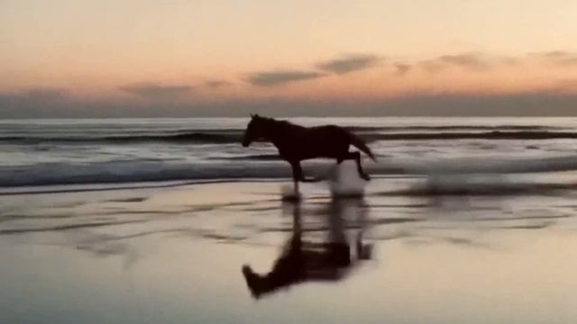 Грациозные лошади