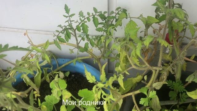 Урожай на Подоконнике и Балконе 2025 год  Июль