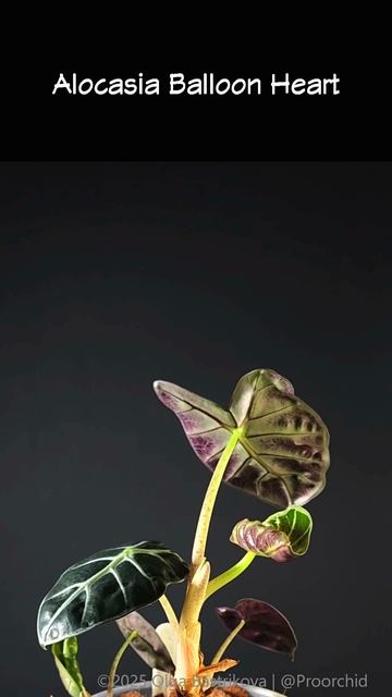 Alocasia Balloon Heart