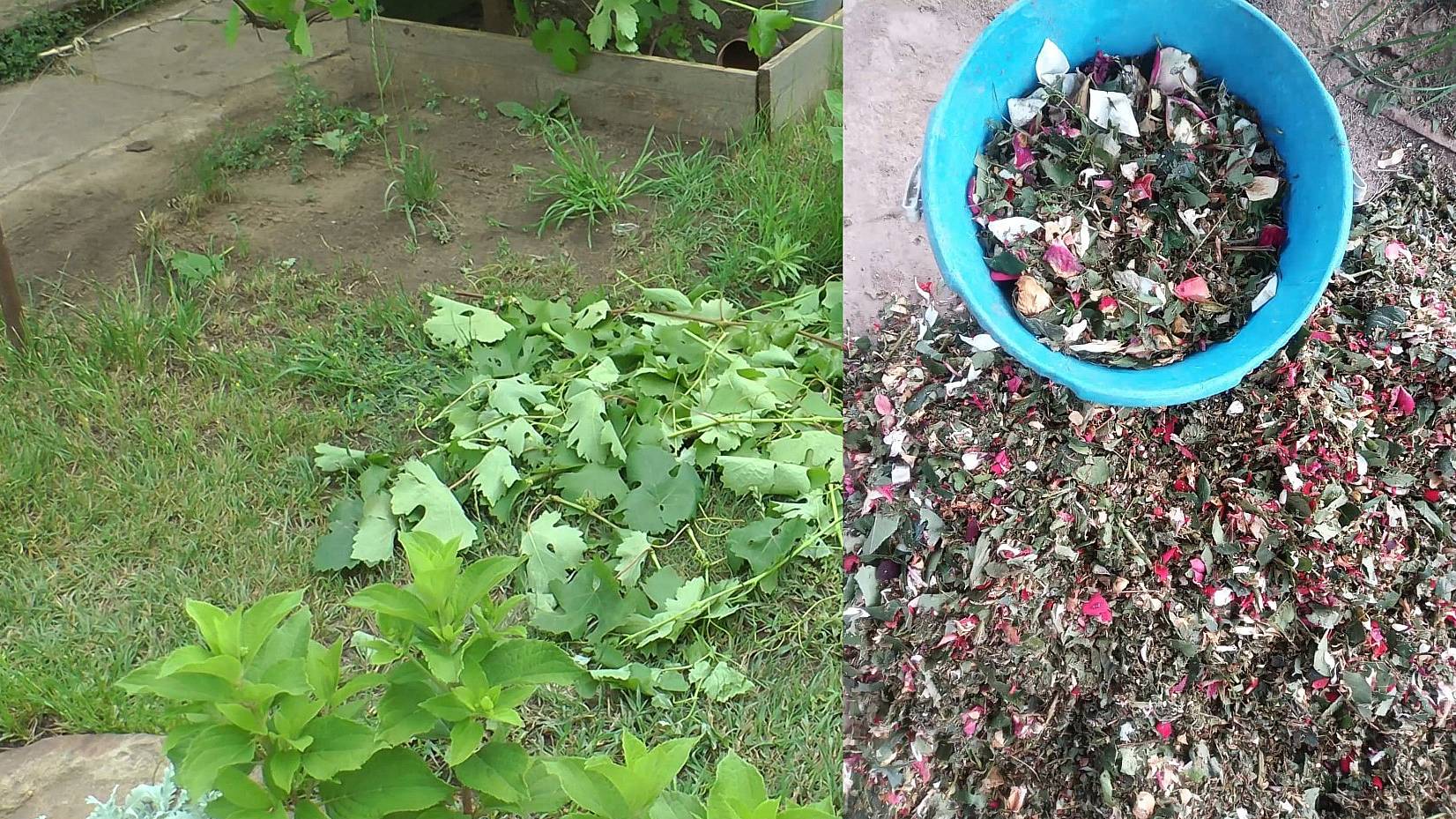 Делаем мульчу садовым измельчителем