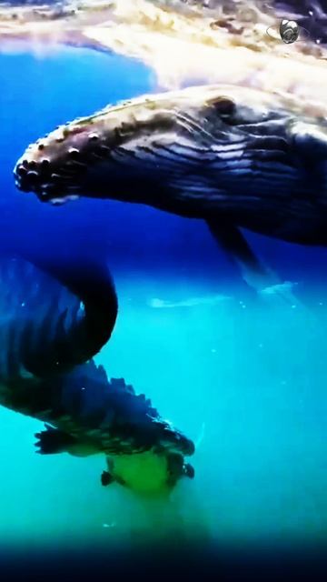 5 тоифа фарзанд🐥