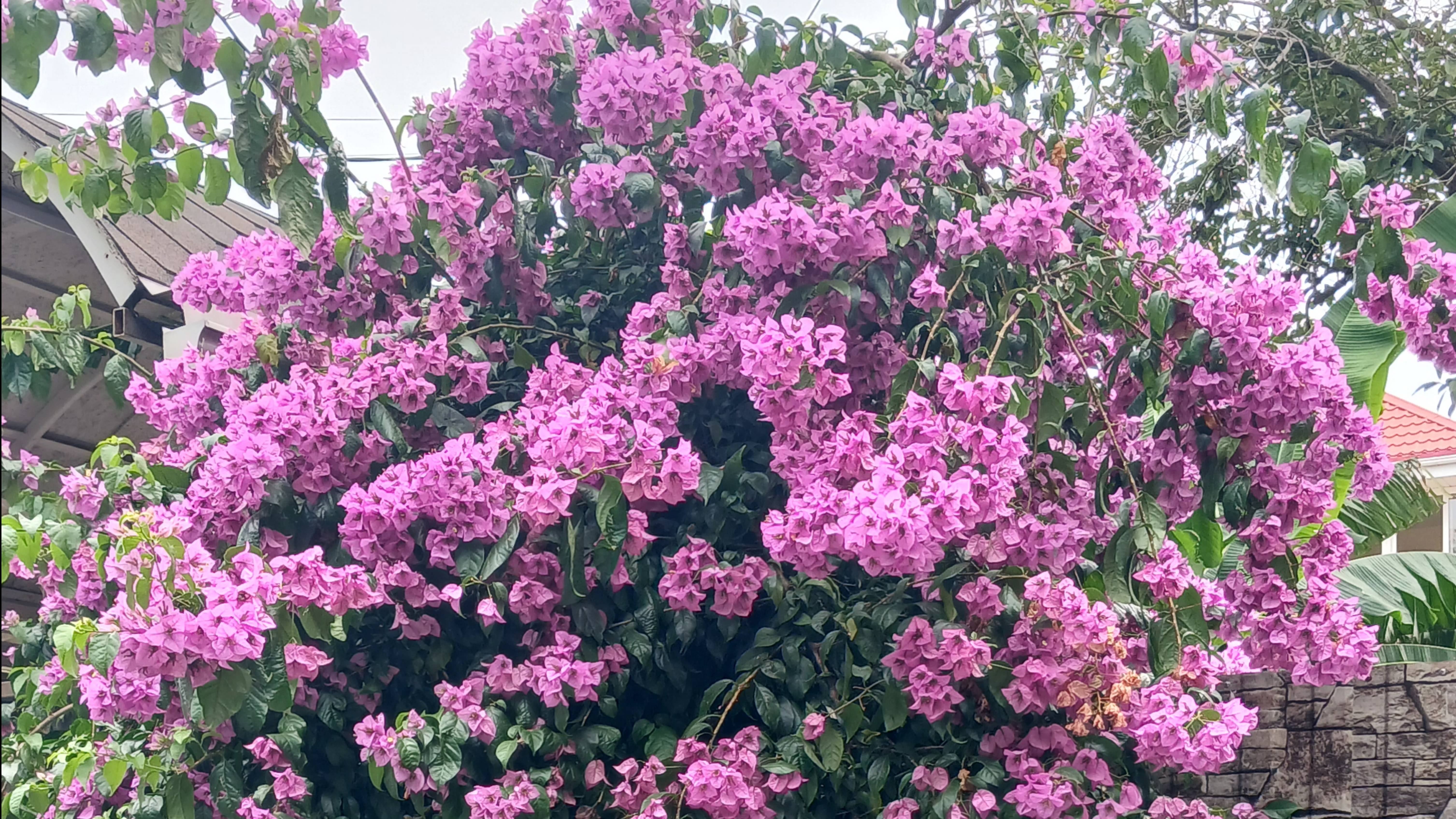 Южная природа#Море в Сириусе