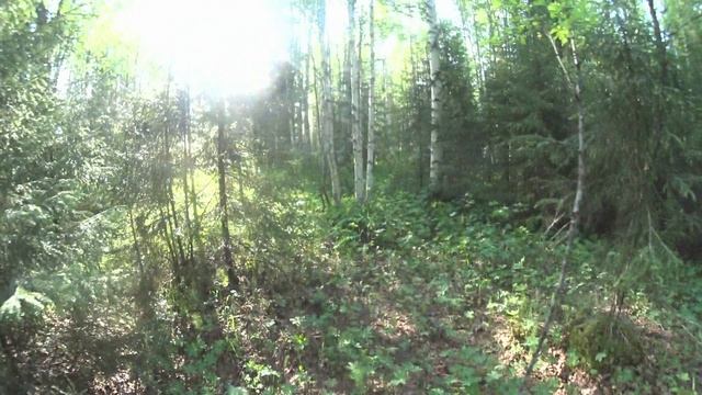 Четыре дня на таежной реке с братьями.Рыбалка на закидушки.Черный карась!