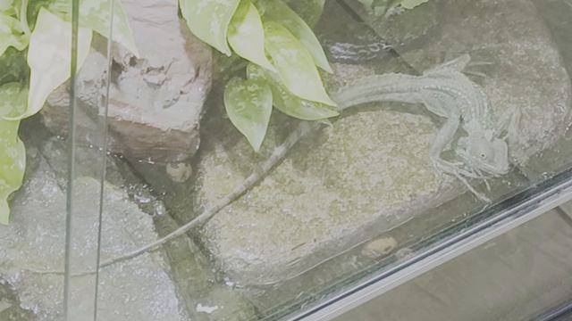 Хочу такого на дачу! Знакомьтесь — шлемоносный василиск.