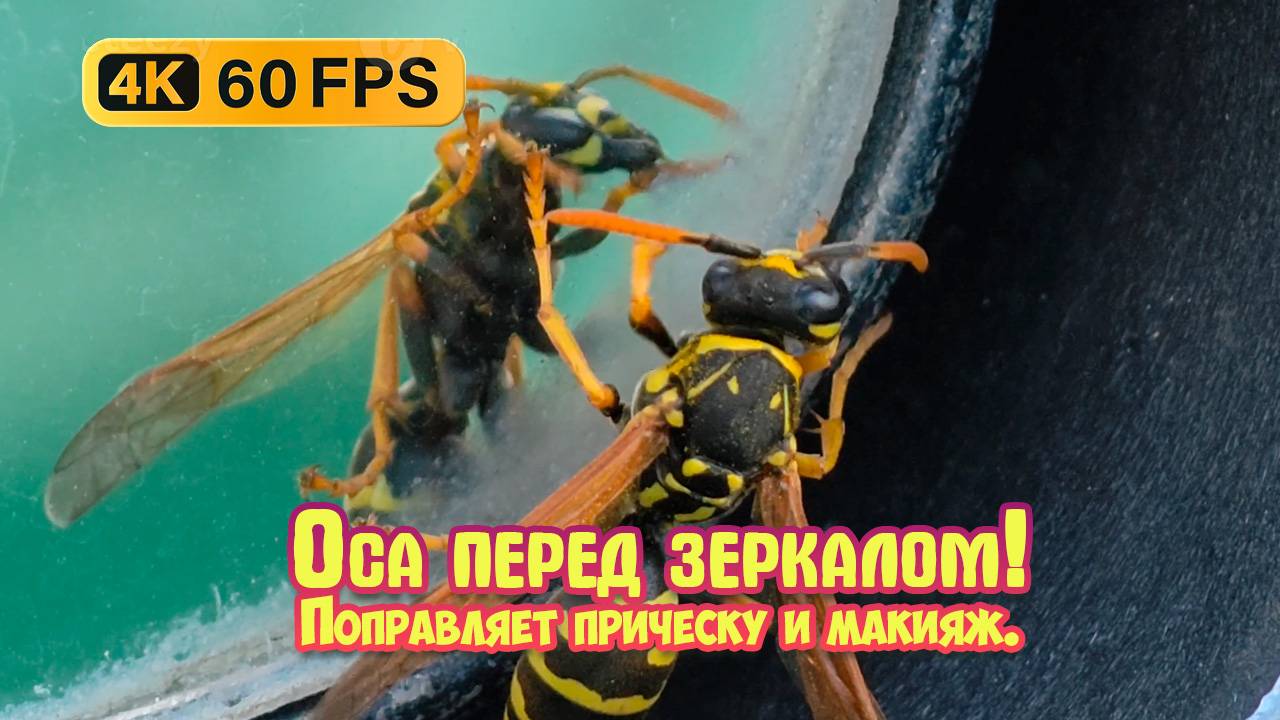 Оса перед зеркалом поправляет причёску и макияж - 4К
