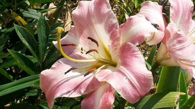 лилия БЭЙУОТЧ от-гибрид