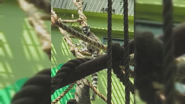Лемуры с кошачьей грацией: Наблюдаем за проворным семейством в лианах