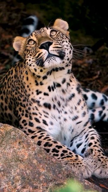 Рисунок на шкуре каждого леопарда индивидуален и неповторим, как отпечатки пальцев у человека