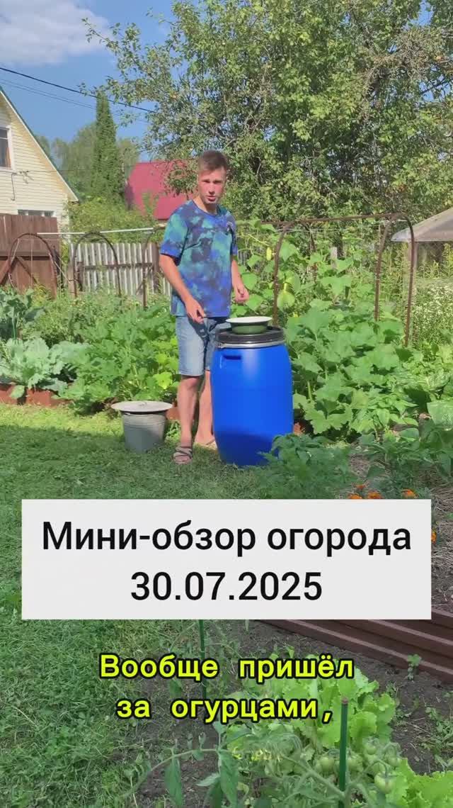 Шёл за огурцами, а в итоге записал мини-обзор огорода...