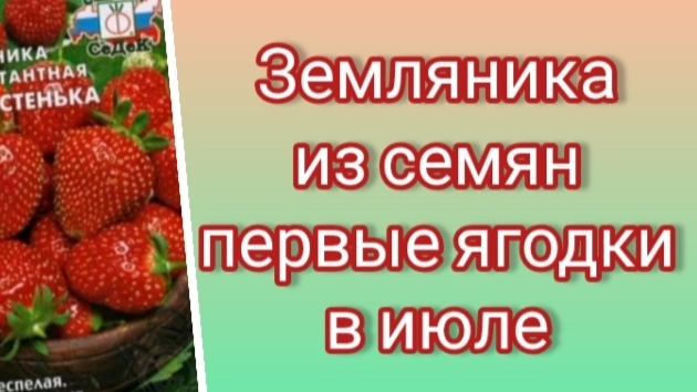 Земляника из семян за один сезон.