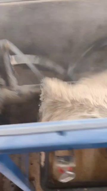 Смеситель горизонтальный, модель "ГС-100". Видео от клиента: смешивание комбикорма.