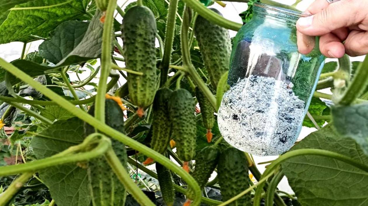 СРОЧНО дайте эту подкормку Огурцам в Августе и они будут обильно плодоносить до морозов! Подкормка о