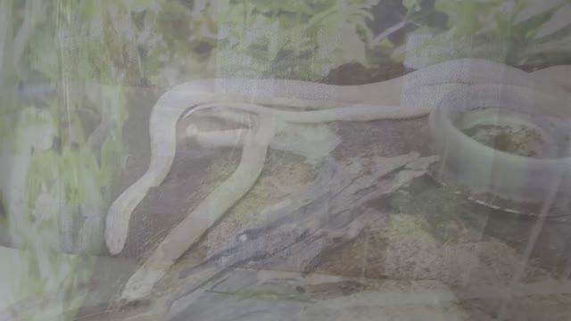 Неожиданные соседи: Лягушка, змея и черепаха в одном дендрарии под классику саксофона.