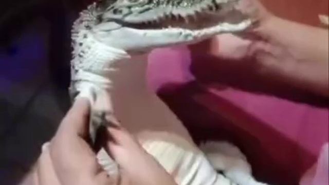 Самый счастливый крокодил в мире