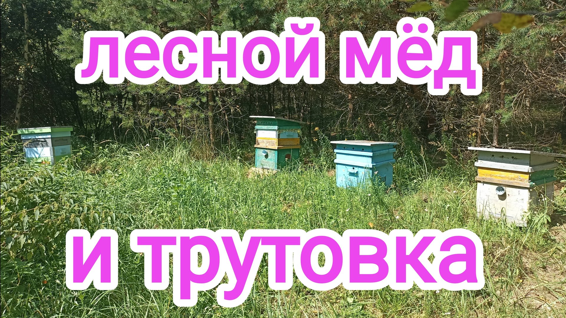 Недосмотрел. Что с пчёлами на лесной пасеке к августу? Пчеловодство Владимирской области!
