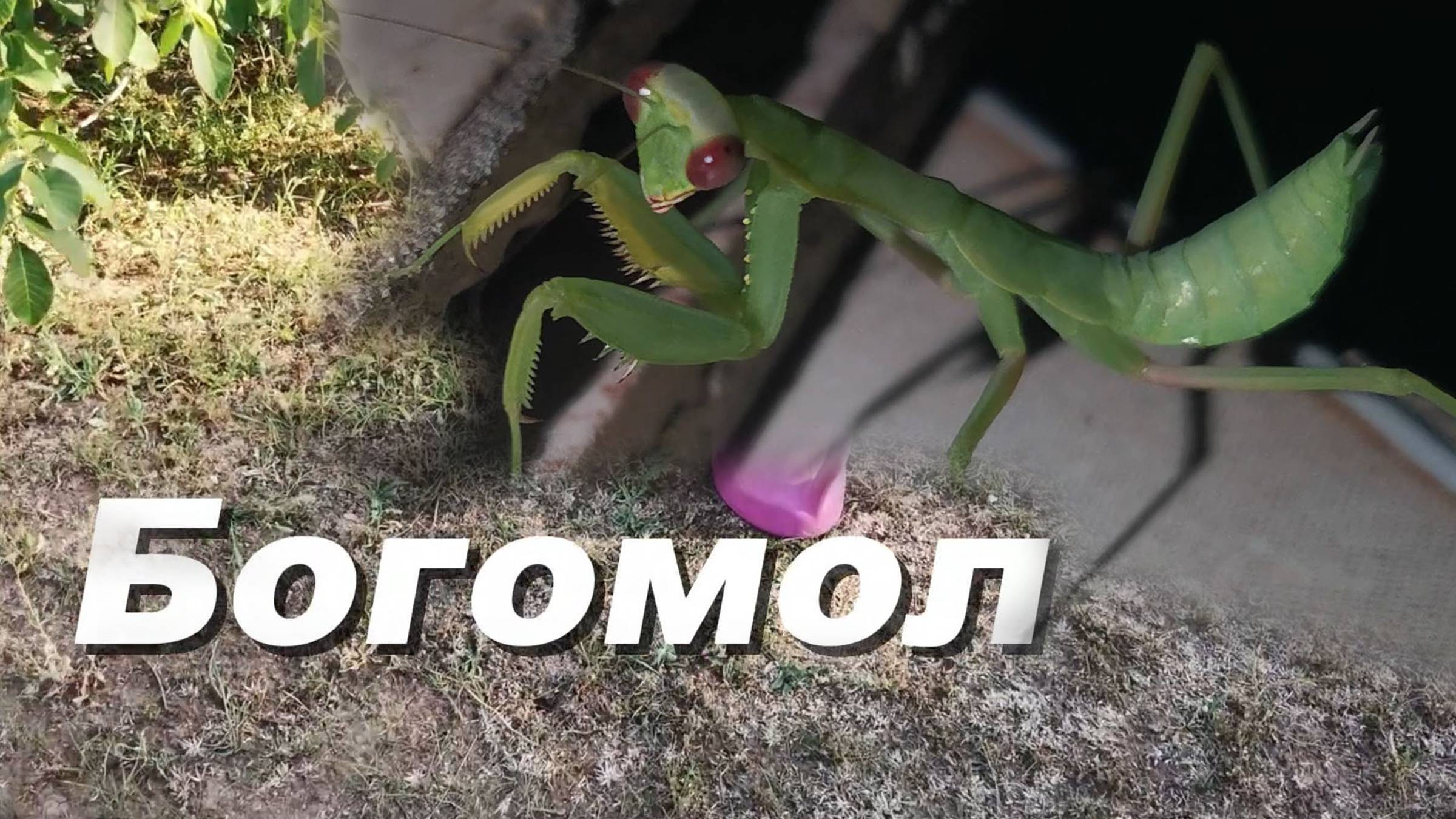 Богомол 🐉