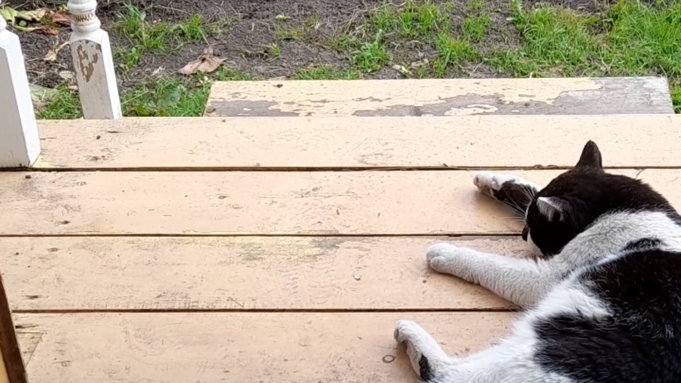 20250728_181500 Нет конца дачным заботам. Впереди малярные работы