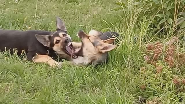 Собачьи радости.