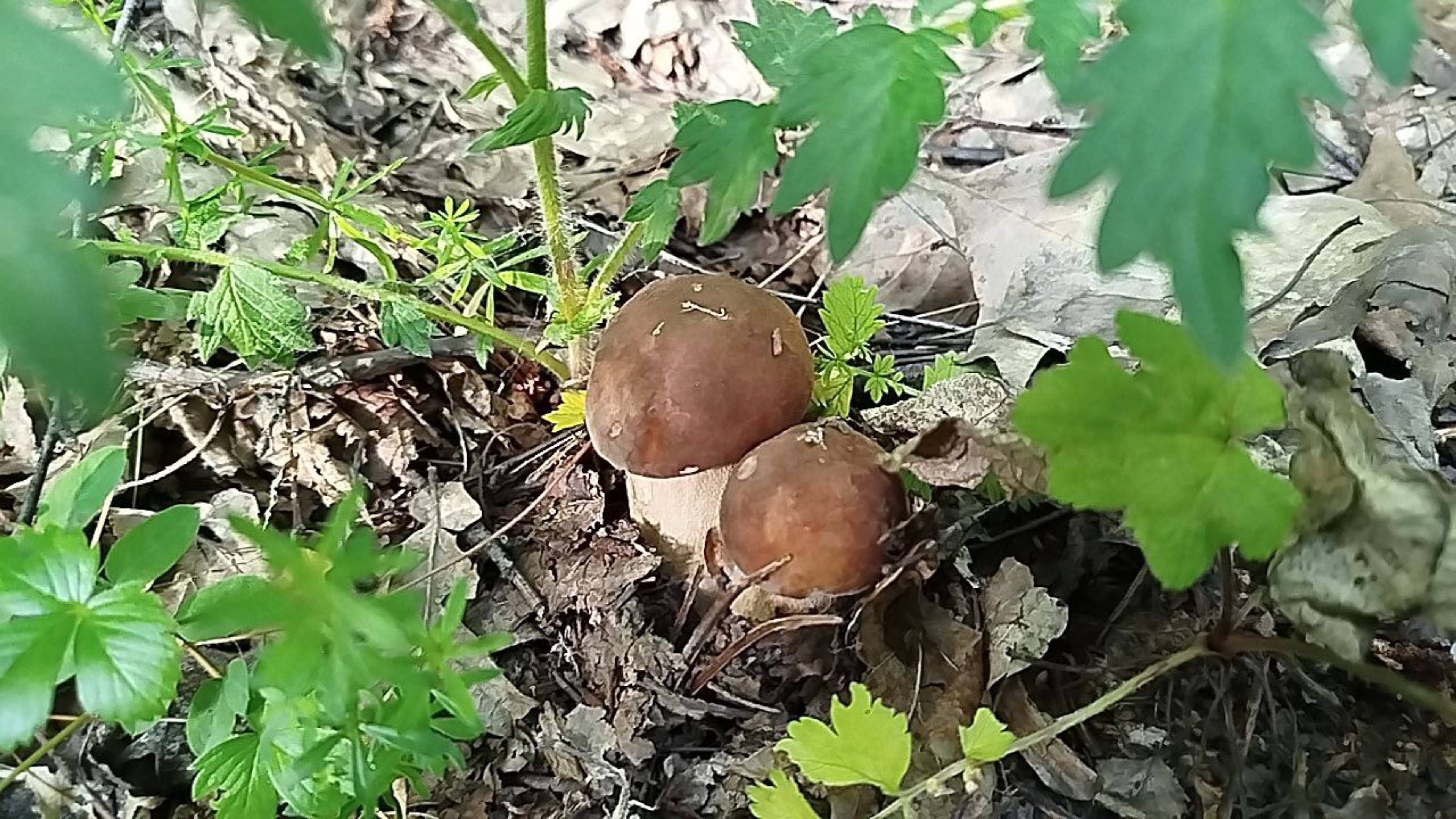 🍄🟫Поход за белыми грибами 🍄🟫16.06.2025 г. Курская область 🍄🟫