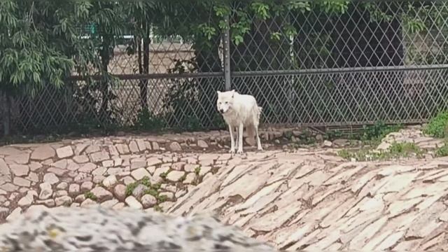 Белый призрак тайги: Величественный волк — хозяин своих владений