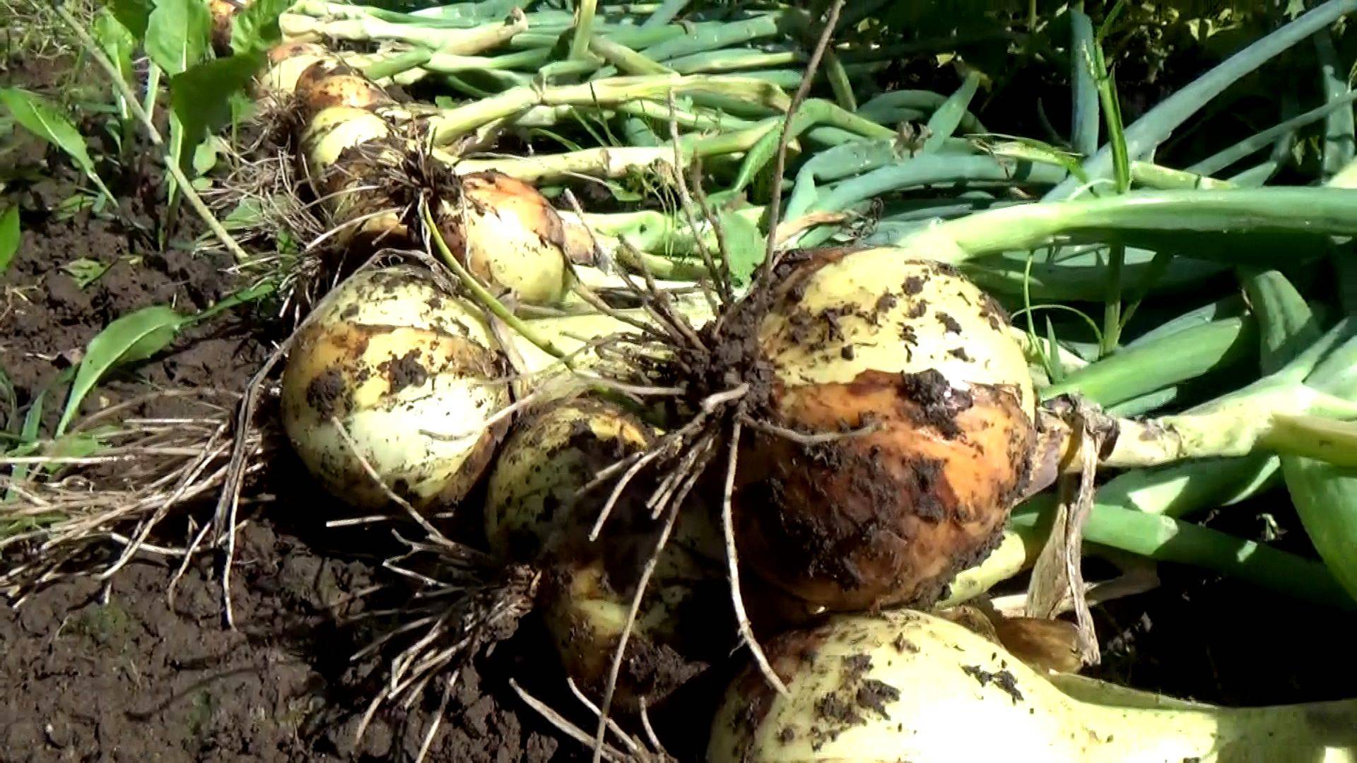 Собрал урожай лука на дачном огороде. 2025 год