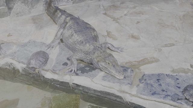 Нежное сосуществование: Грозный крокодил и беззаботные черепахи