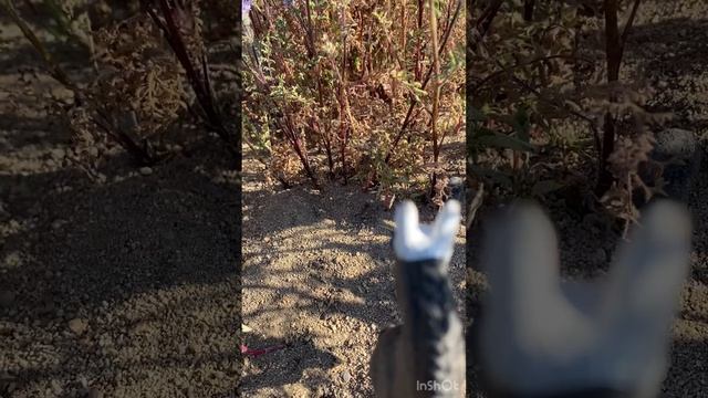 11 часть сериала « Секрет новекого»